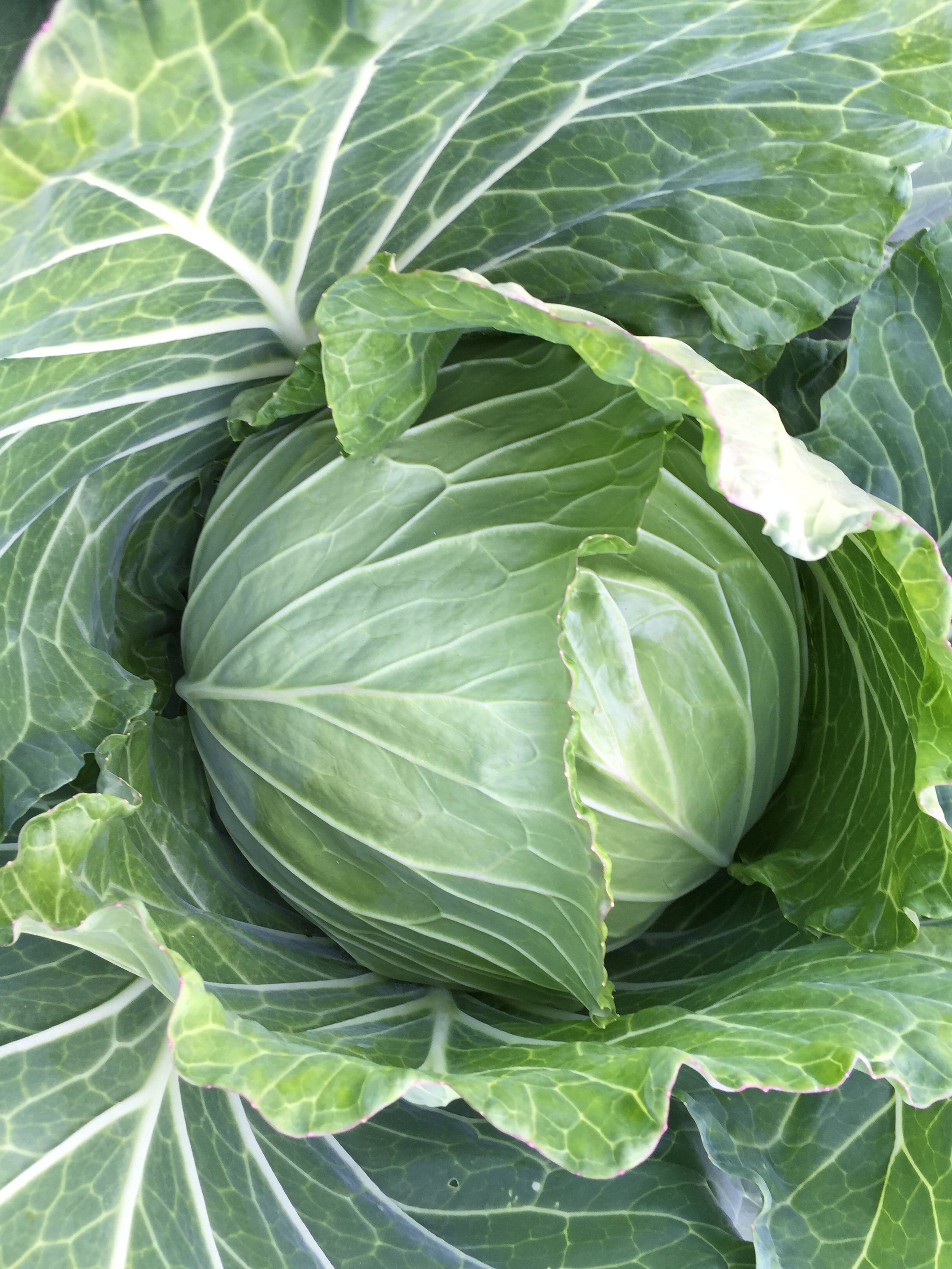 Cabbage Quick Start F1 6-Pack | Nao Tou Yang Farm and Greenhouses