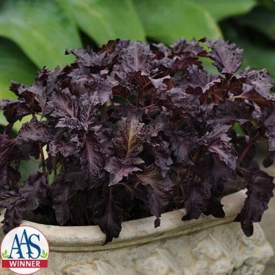 Ruffled Purple Leaf Basil